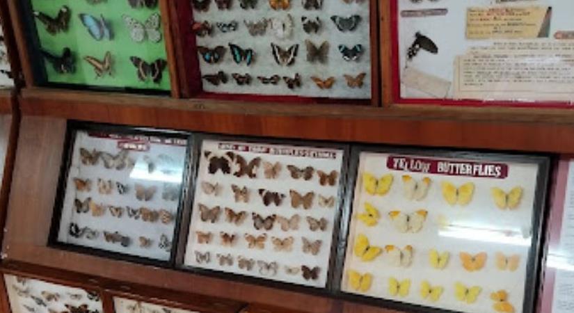 Butterfly Museum Shillong - Discover India