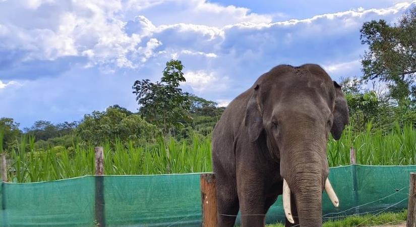 Dubare Elephant Camp - Discover India