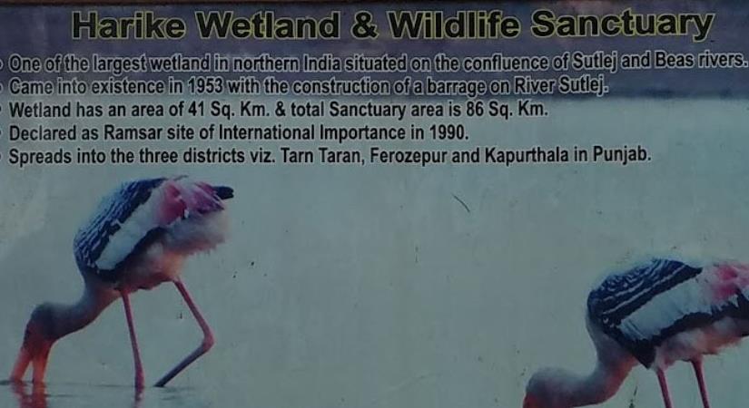 Harike Wetland & Bird Sanctuary - Discover India