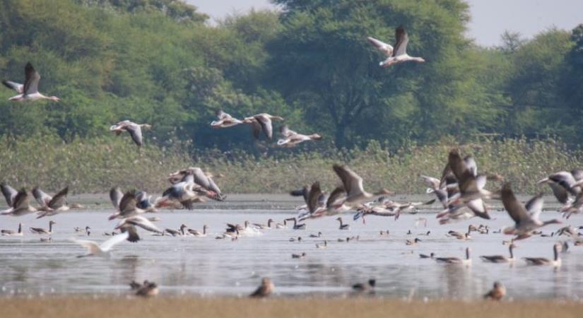 Menar Village Bird Watching - Discover India